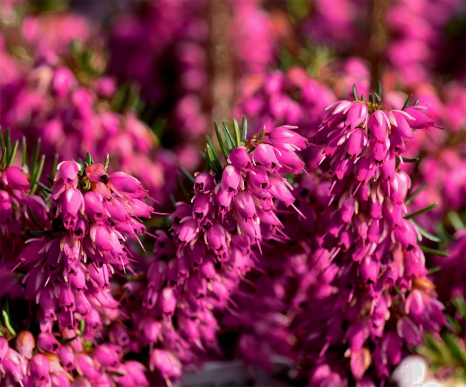 [x4] Heather Erica Carnea 'Myretoun Ruby' | Multi-Pack | Pot Plants ...