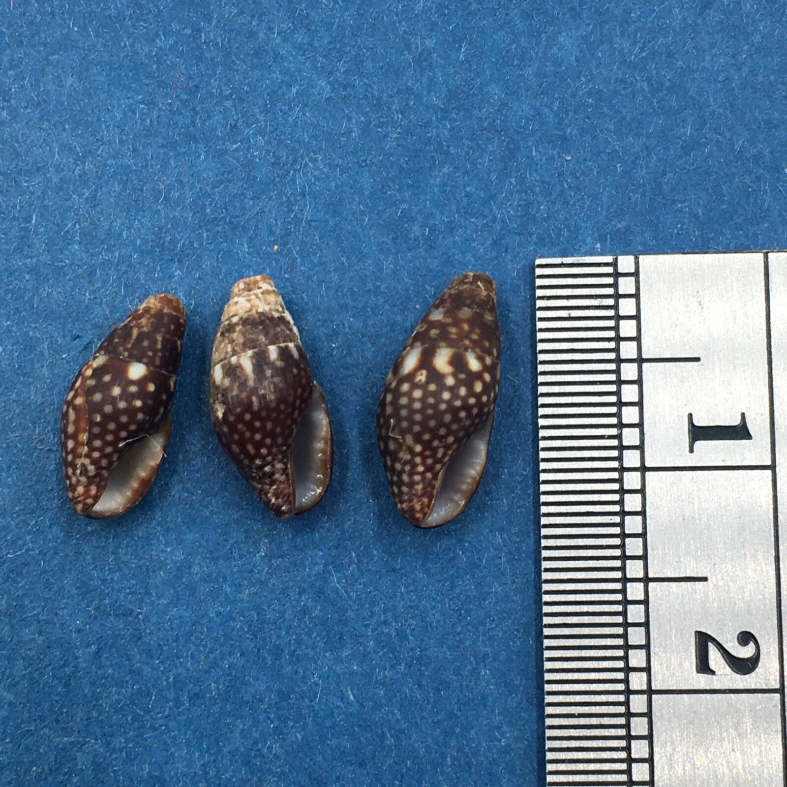 Mitrella ocellata Set x3 Under 12mm Bahia Honda Reef, Florida Keys Columbellidae | eBay