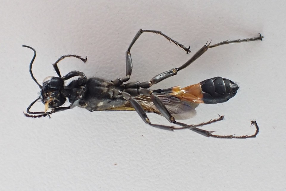 D71222. Insects, Beetles, Hymenoptera sp. Vietnam North | eBay