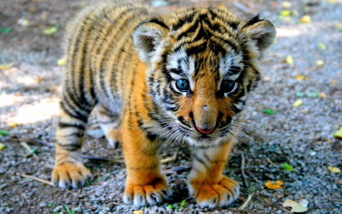 Cute Bengal Tiger Cubs