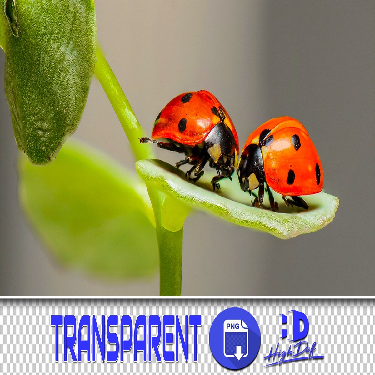 Animals Insects Png Psd Insect PNGs For Free Download