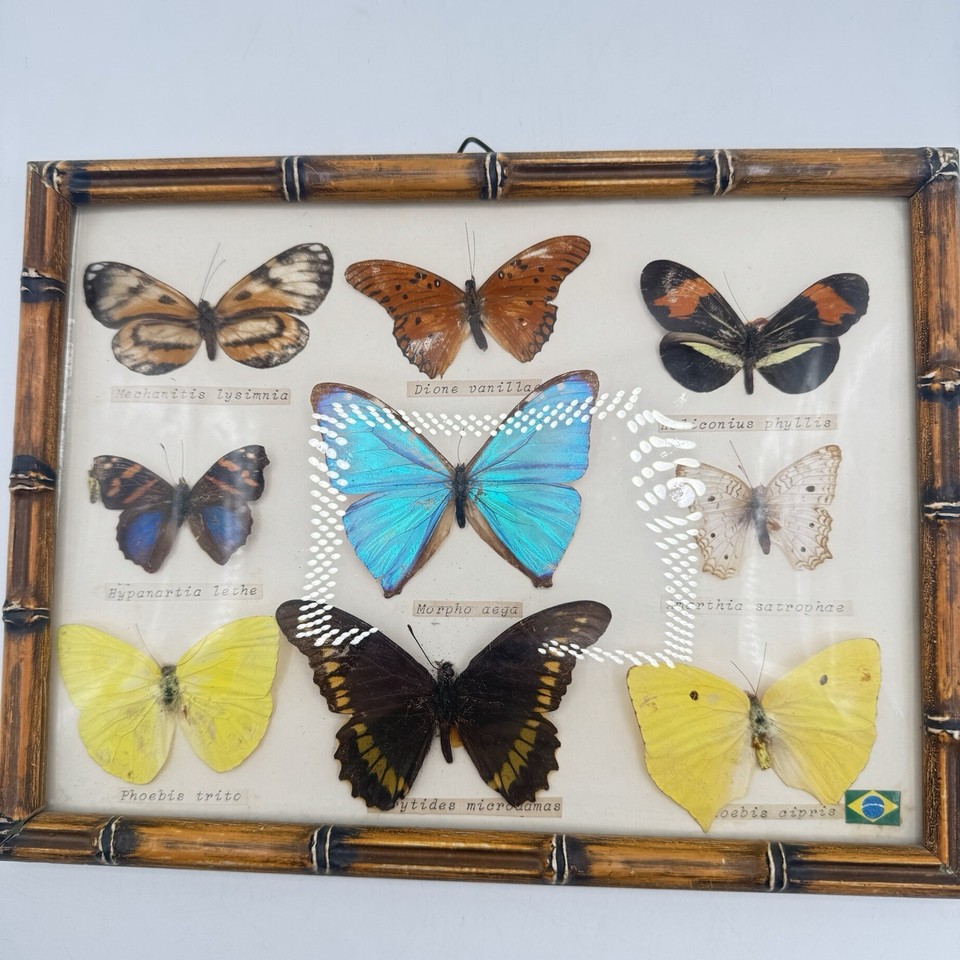 VTG Framed 9 Specimen Butterfly Taxidermy Display Collection Blue ...
