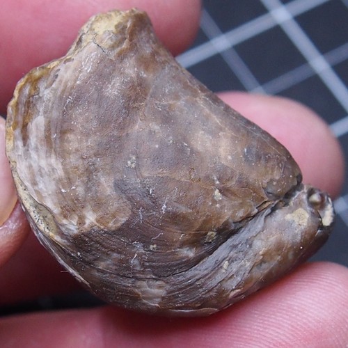 36mm Brachiopod fossil shells Gastropod Morocco Lot Devonian 6 | eBay