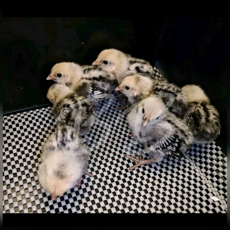 12+ Silver Sebright Bantam Beautiful Fertile Hatching Eggs | eBay