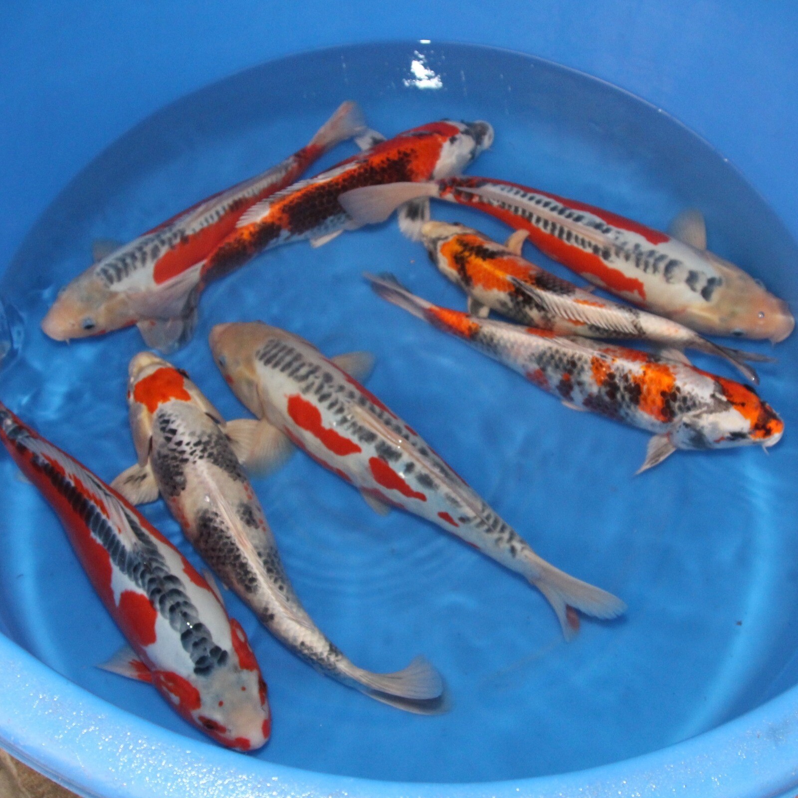13-15” LOT OF 3 Nisai High Quality JAPANESE Koi live fish standard fin ...