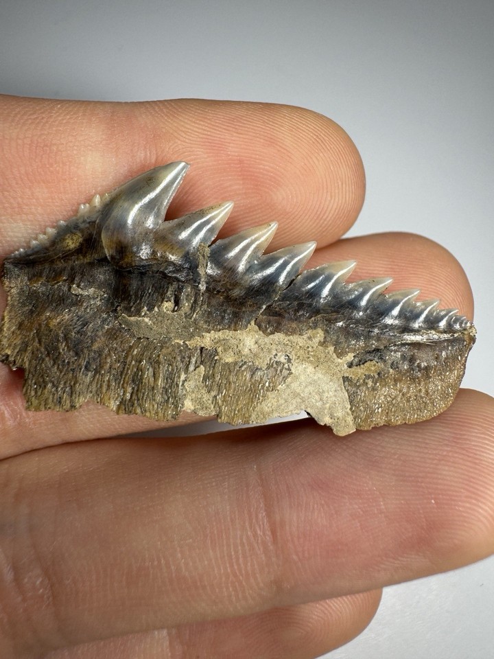 Peru 1.57 Inch Cow Shark Tooth Fossil Hexanchus Gigus Rare Fossil Pisco ...