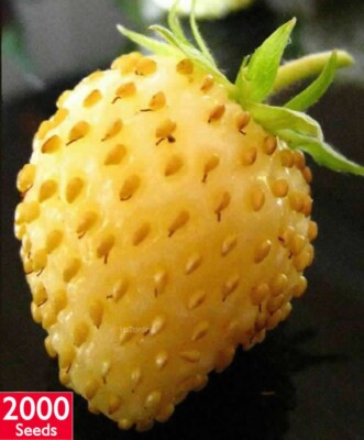 2000 Yellow Wonder Strawberry Alpine Seeds Strawberries Garden Plant ...