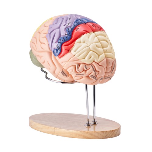 Human Brain Model Anatomy Teaching Brain Model 4-Part Labeled 2X ...