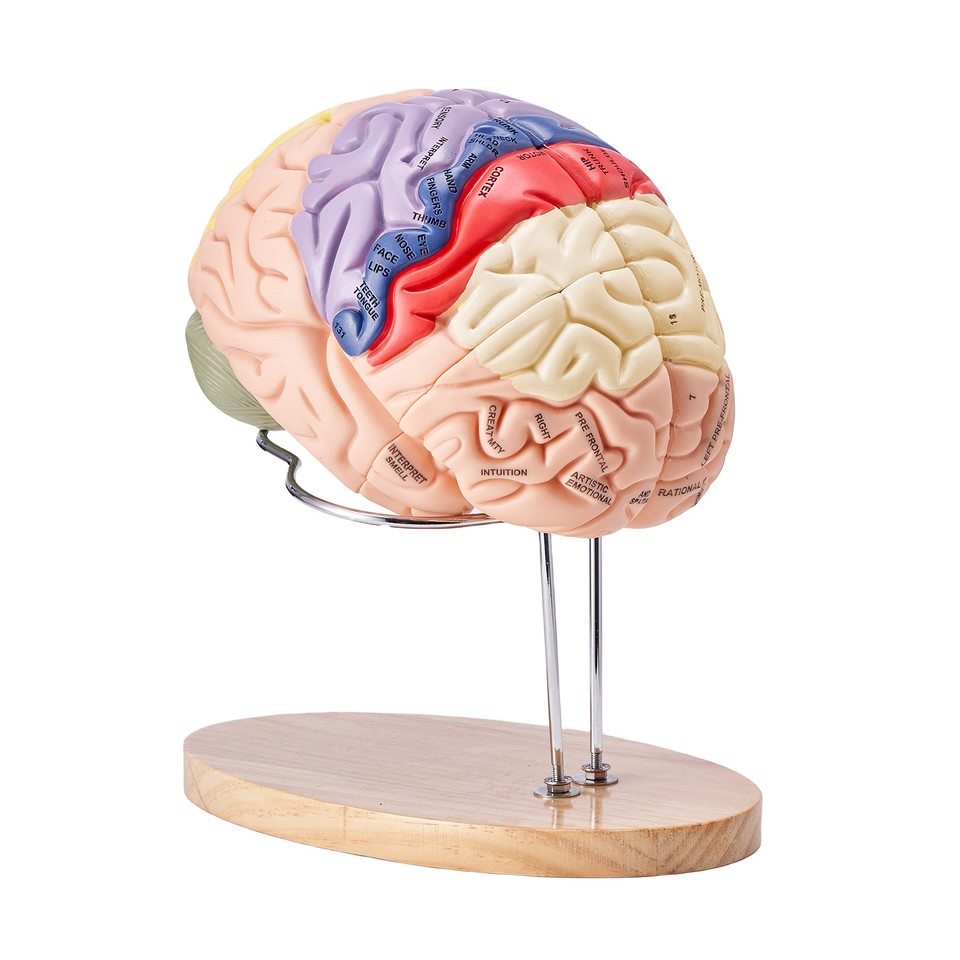 Human Brain Model Anatomy Teaching Brain Model 4-Part Labeled 2X ...
