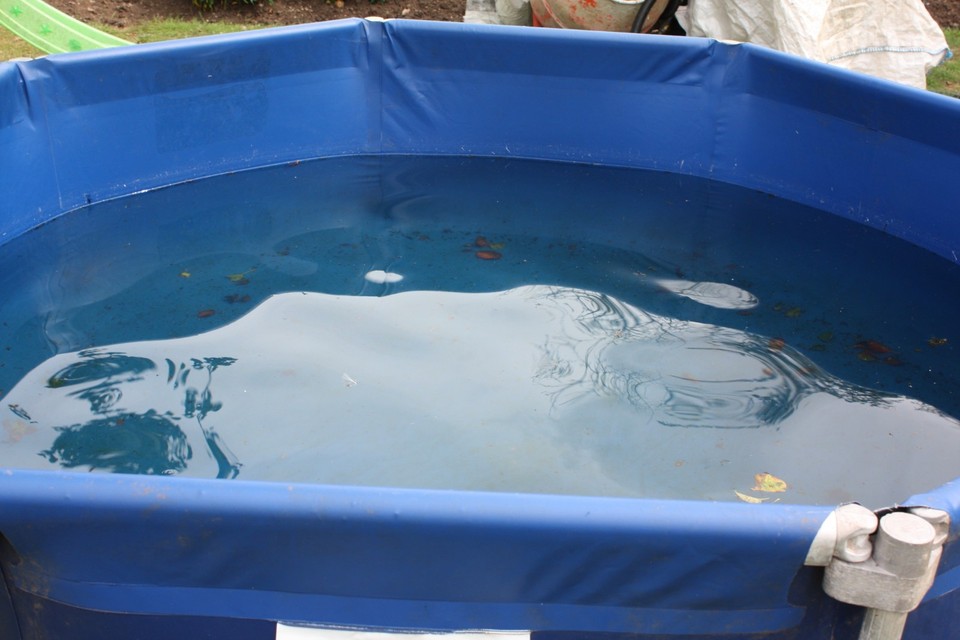 Koi vat pond quarantine aquosis filter fish koi pond | eBay UK