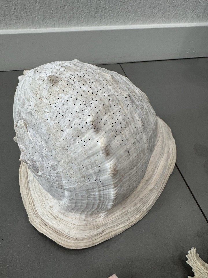 HUGE Queen Emperor Helmet Seashell Natural Conch Approx 11x7.5” | eBay