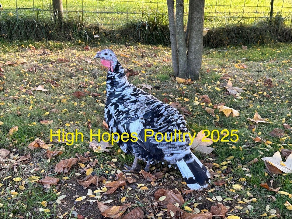 Mottled Black Heritage Turkey Hatching Eggs (14) | eBay