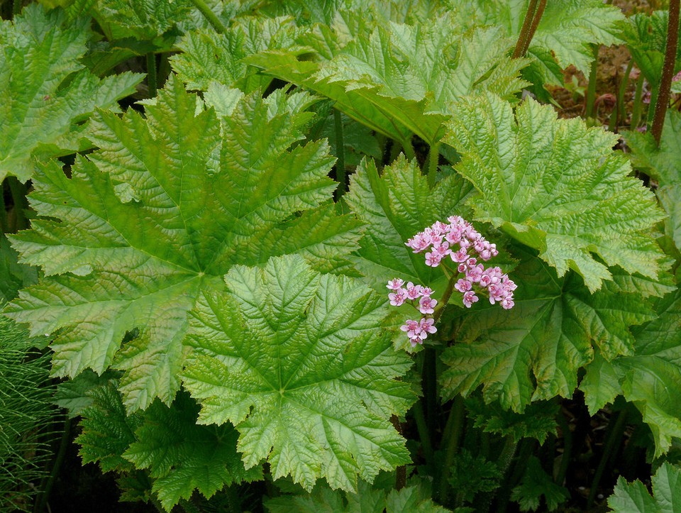 PELTIPHYLLUM PELTATUM (Darmera Peltata) HARDY PERENNIAL UMBRELLA PLANT ...