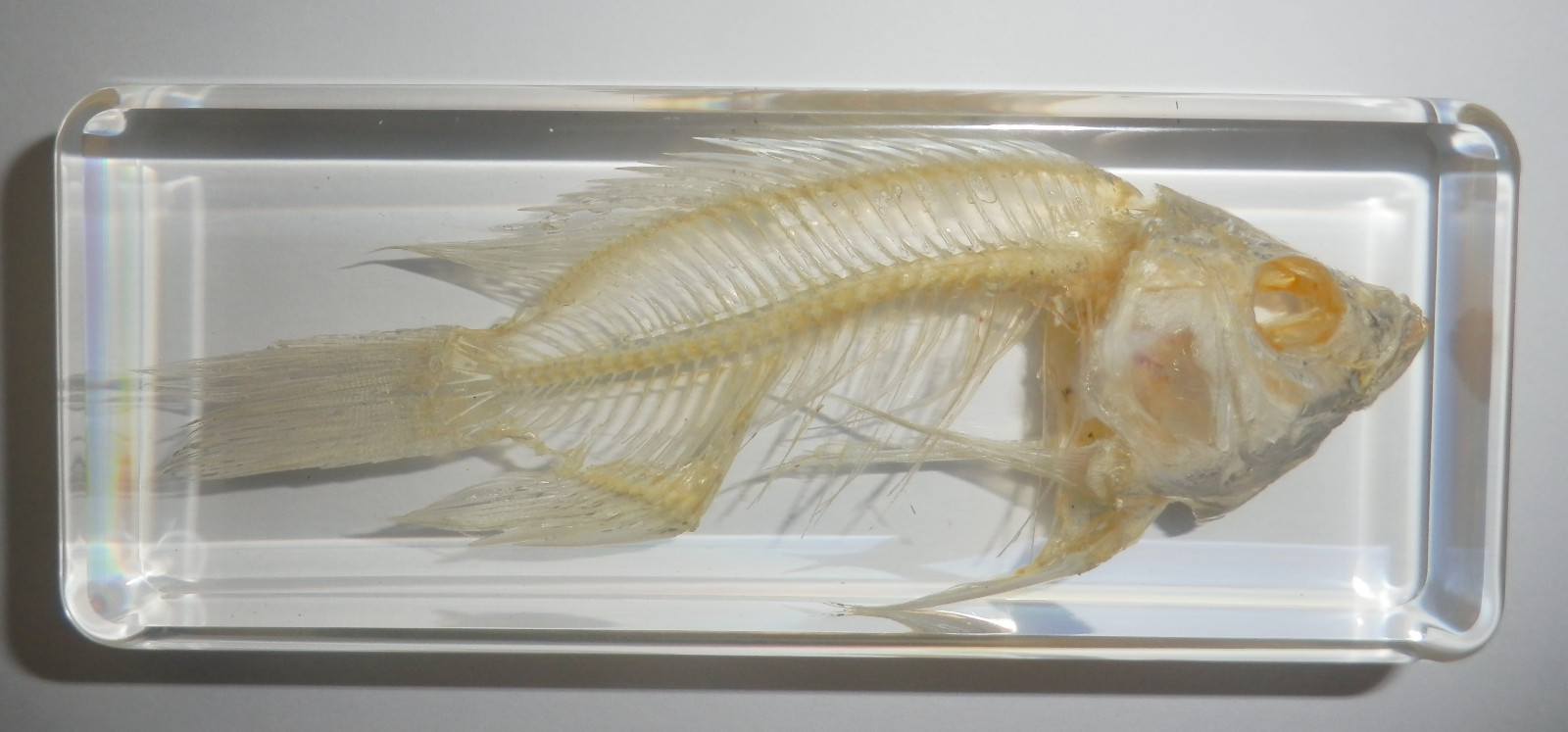 Goldfish Skeleton