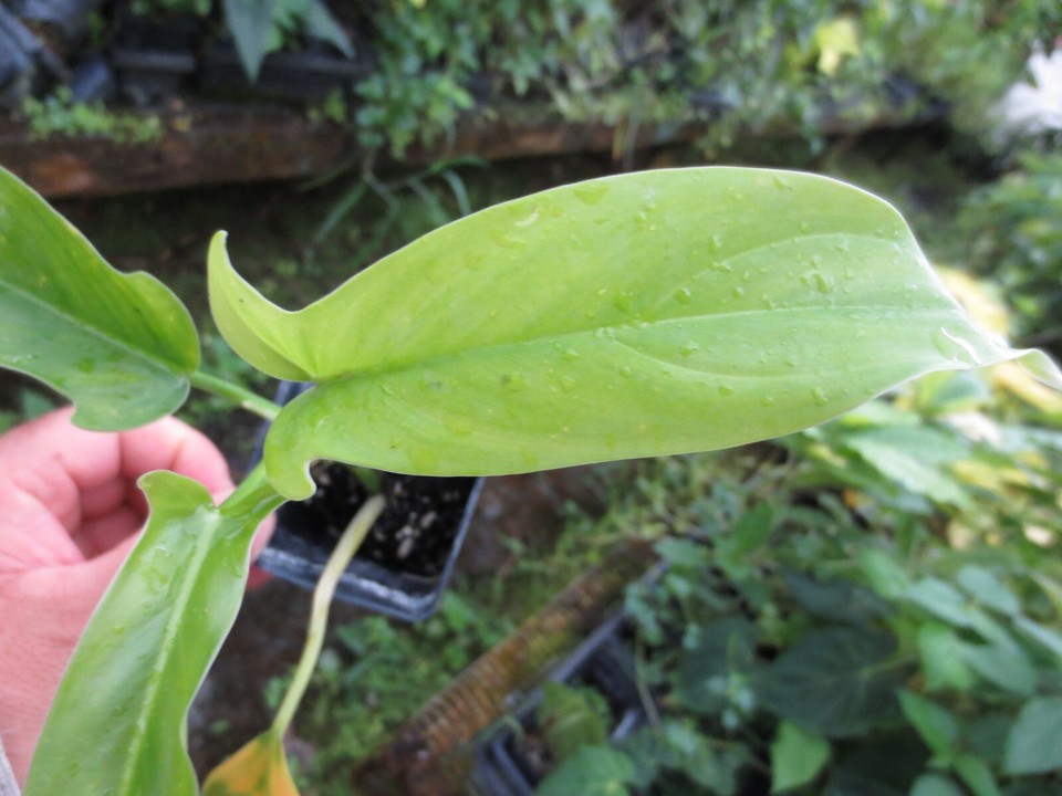 1 Philodendron tripartitum Trilobed leaves Aroid Monstera Relative ...
