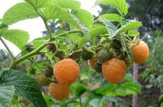 1 Anne Everbearing Live Yellow Raspberry Plant - 1-2 yr Old - Ready for ...