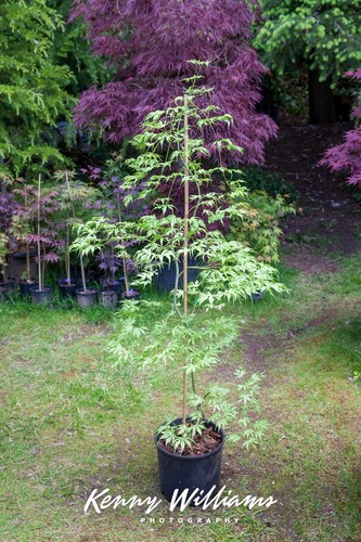 FIRST GHOST - JAPANESE MAPLE TREE - 5 GALLON - RETICULATED ACER ...
