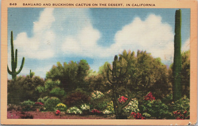 Sahuaro and Buckhorn Cactus on the Desert, California, Linen, Posted ...
