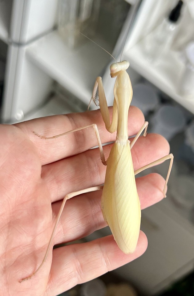 L3/4 Giant Asian Mantis - Hierodula Membranacea Sold As Live food | eBay
