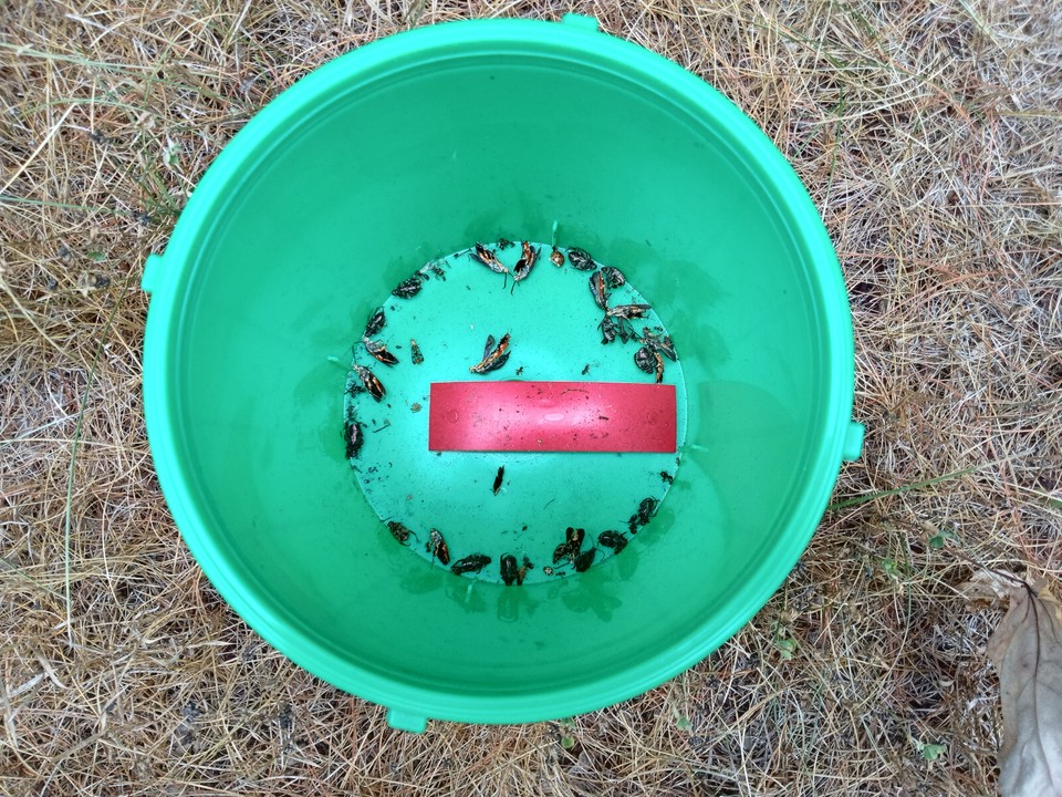 Fall Armyworm Trap with Lure | eBay