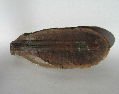Fossil Scale Tree Lycopod Leaf in Concretion Nodule Calamites Mazon ...