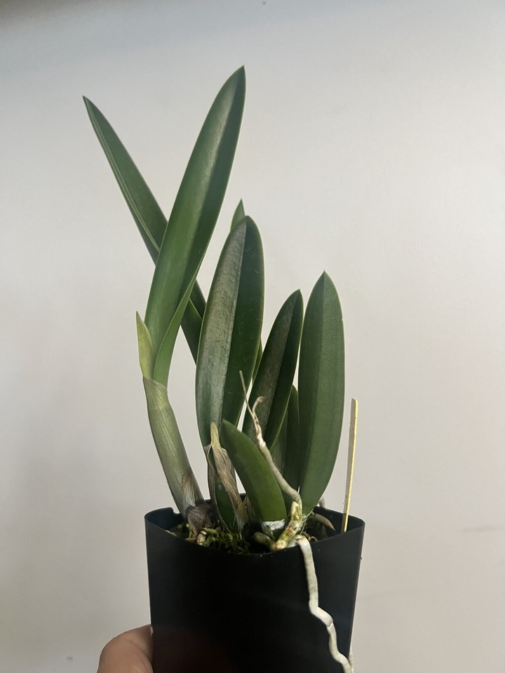 Bc. Richard Mueller Brassavola Fragrant Compact Growing Orchid | eBay