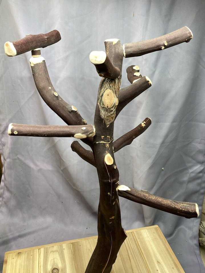 3FT Parrot African Grey Cockatoo MANZANITA Bird Stand Play Stand GYM ...