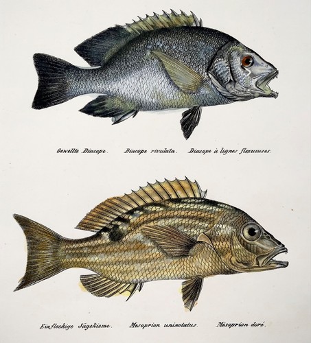1833 Threadfin Bream, Ruffe, Pesce, Schinz, Folio, Litografia A Colori ...