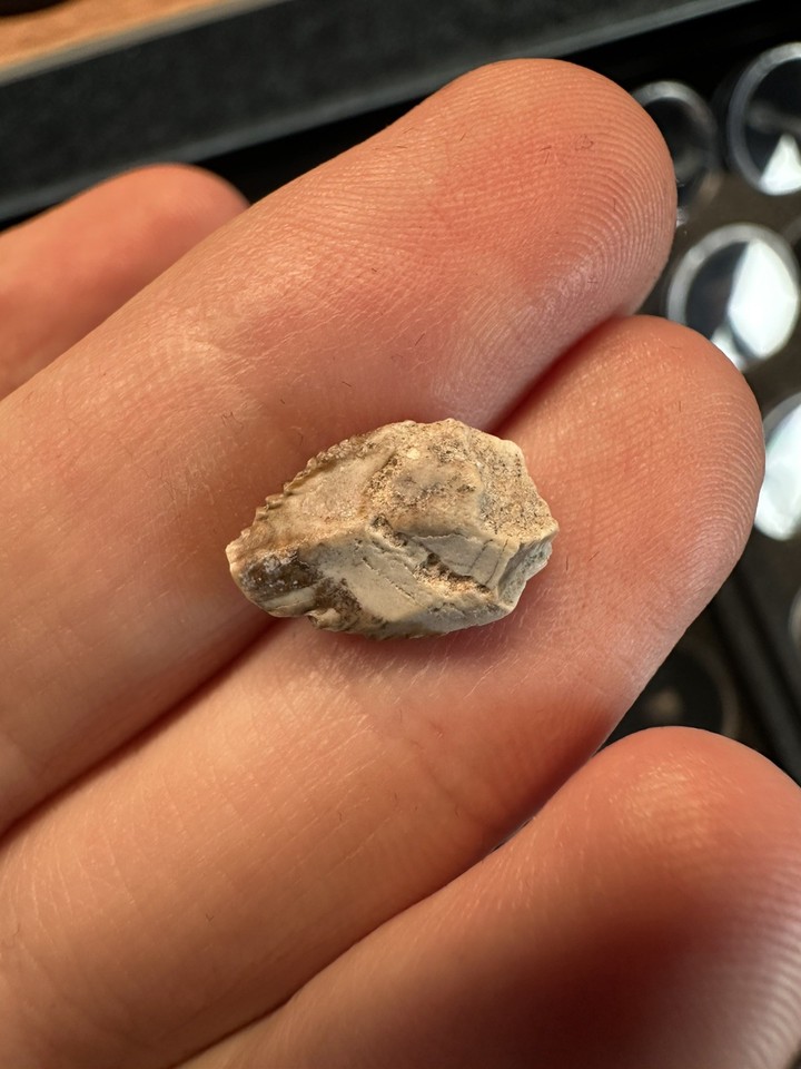 0.63” Iguanodontian Cf. Elrhazosaurus Tooth Dinosaur Fossils Elrhaz FM ...