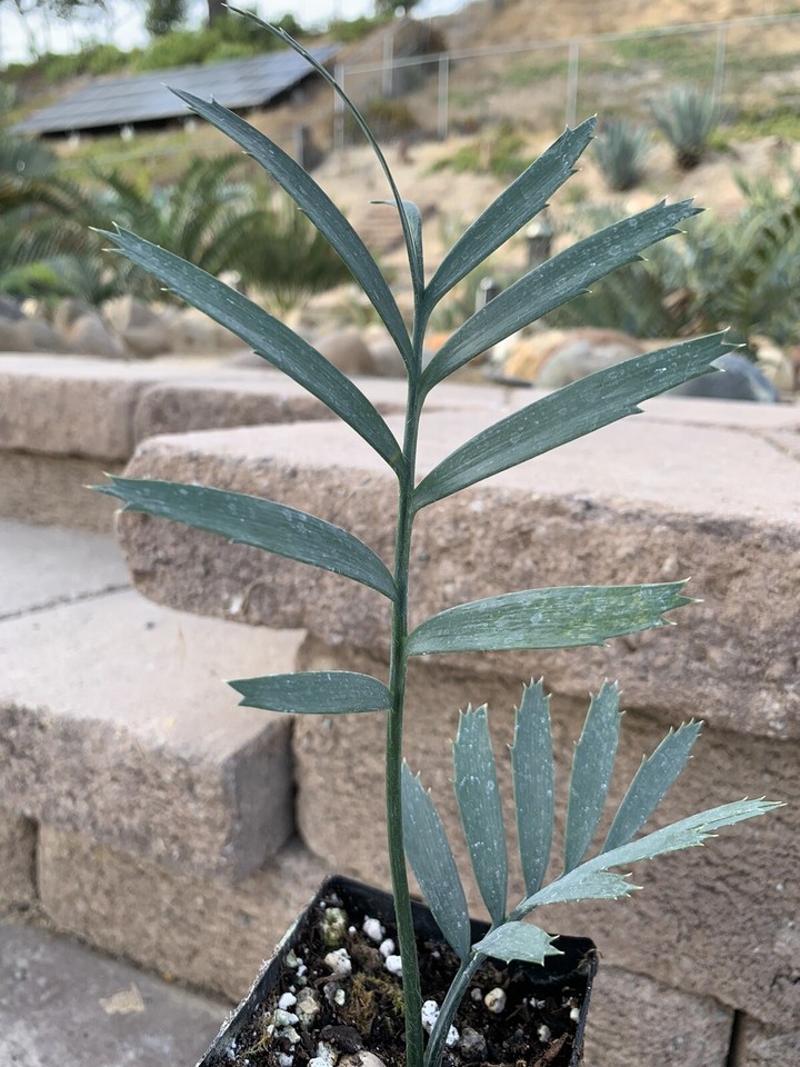 Encephalartos Lehmannii KIRKWOOD Form RECURVED Cycad Ice Blue Cycads ...