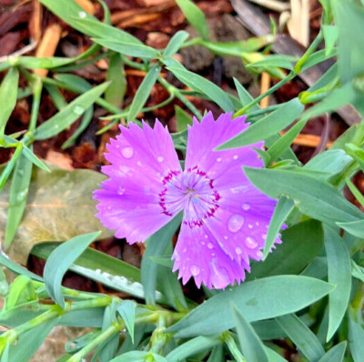 Dianthus Siberian Blues Seeds Rare USA PRODUCED/SOLD | eBay