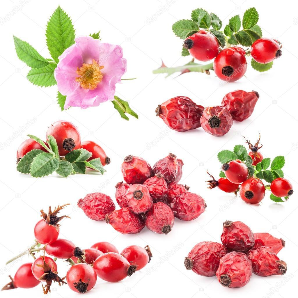 Rosa galica officinalis seeds (Old Red Damask Rose) and Rosa Canina ...