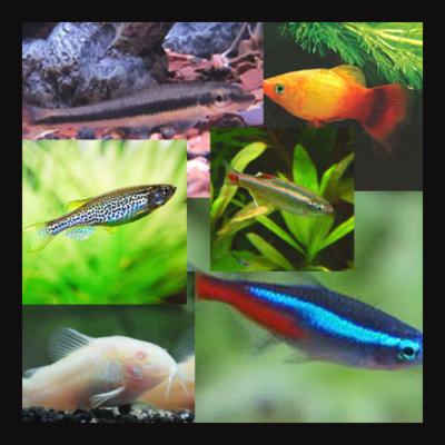 Freshwater Tropical Fish Neon