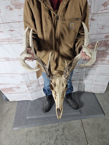 Wild 11 Point Whitetail Deer Antler Rack Horn Skull European Mount Man ...