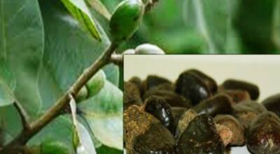 Bulk Bhilwa Bhilva Semecarpus Anacardium Dhobi Marking Nut Bhallatak ...