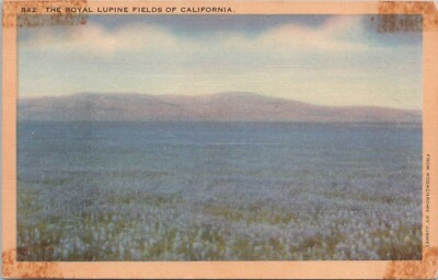 Linen PC * "The Royal Lupine Fields of California" Blue Flowers 1940s ...