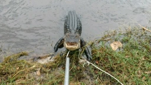 Wild Alligator Gator Leather Scrap piece crafter craft Hide Swamp ...