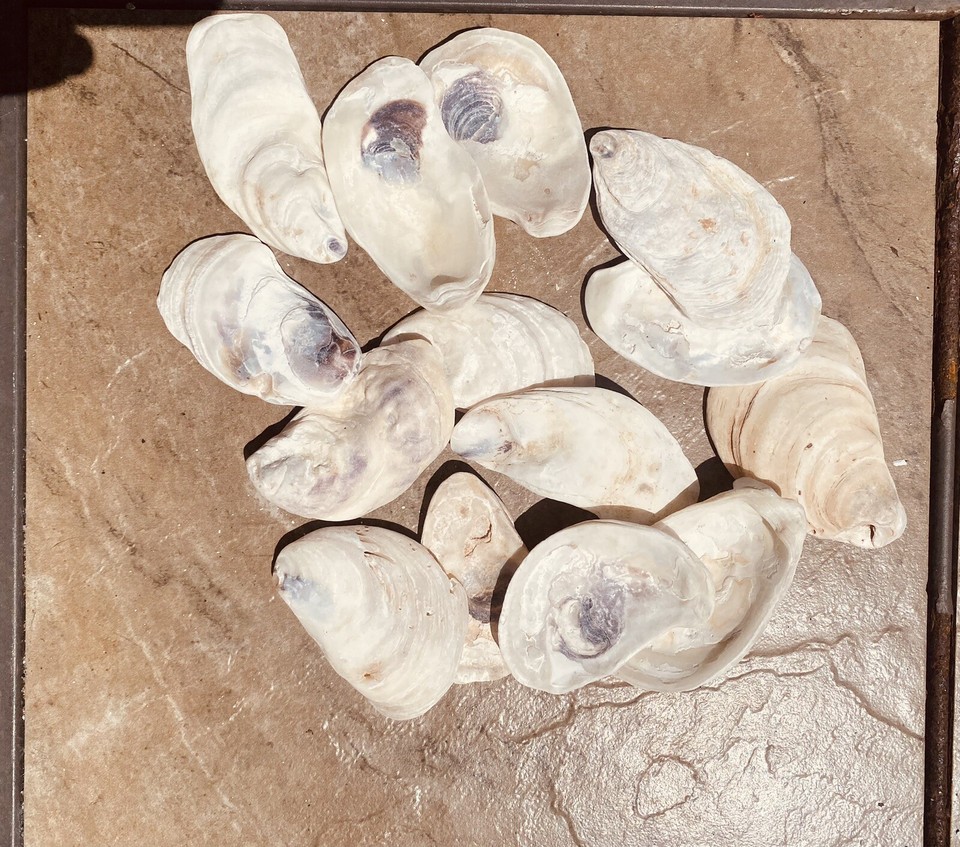 Oyster Shells, Lot Of 15 Naturally Cleaned 3” Long | eBay