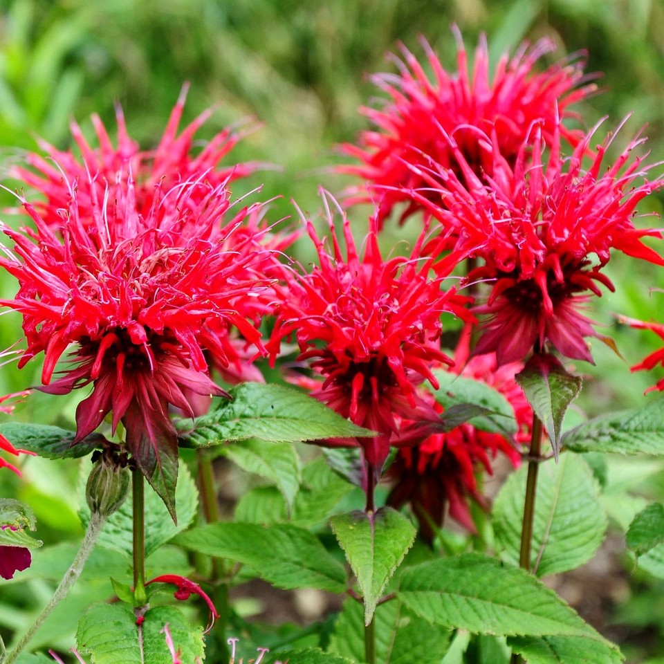 Scarlet Bee Balm Seeds ~ Monarda Didyma ~ Bees ~ Spring Time ~ Grow ...