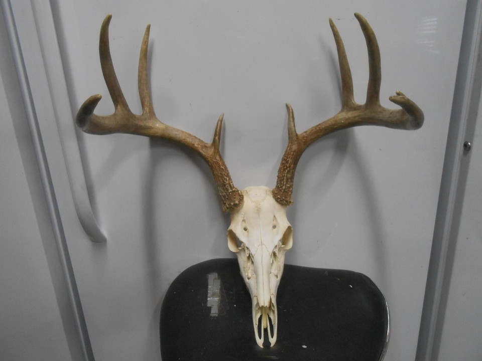 Long Main Beam TYPICAL 5x5 WHITETAIL DEER RACK FULL SKULL mule elk shed ...