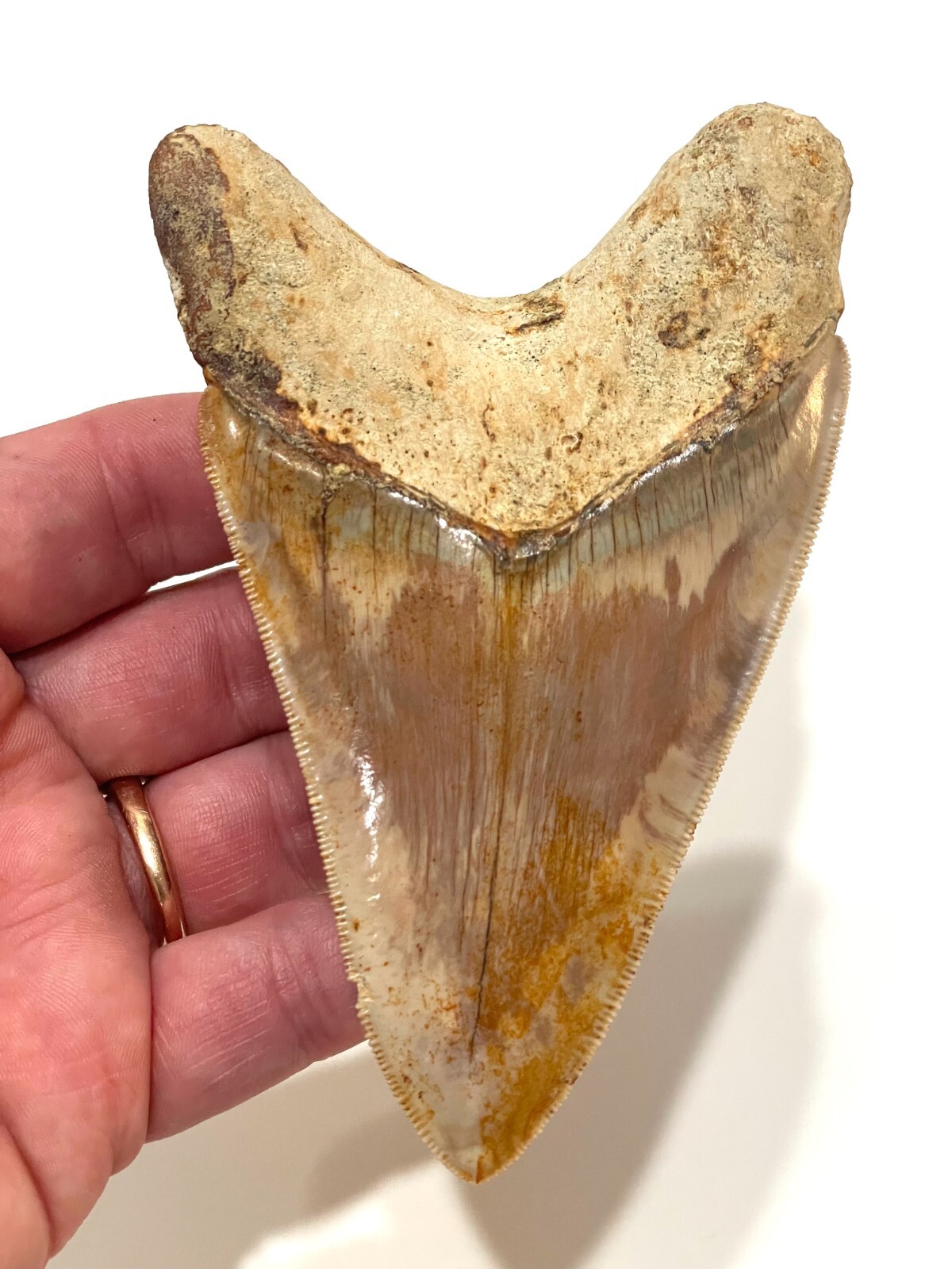 4.59 Colorful Dagger Megalodon Shark Tooth - Indonesia - Natural | eBay