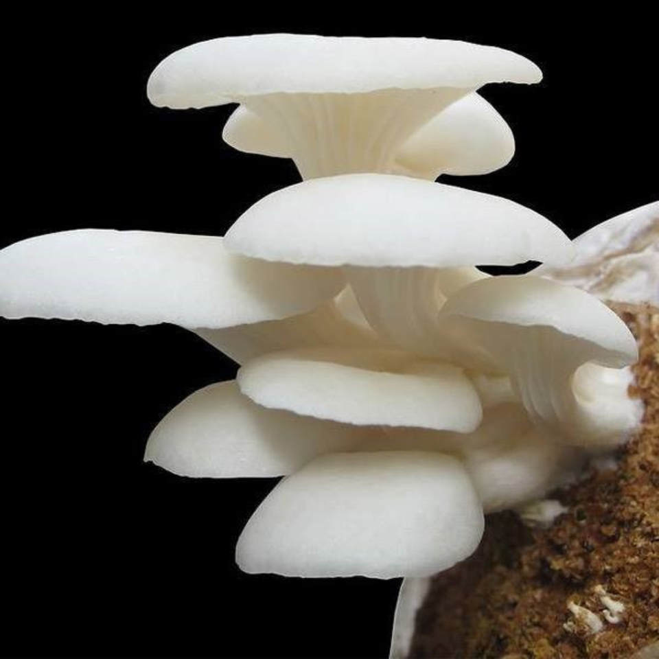 MUSHROOM GROW SPORES Kit Spawn Morel Liquid Culture Bag Sawdust Organic ...