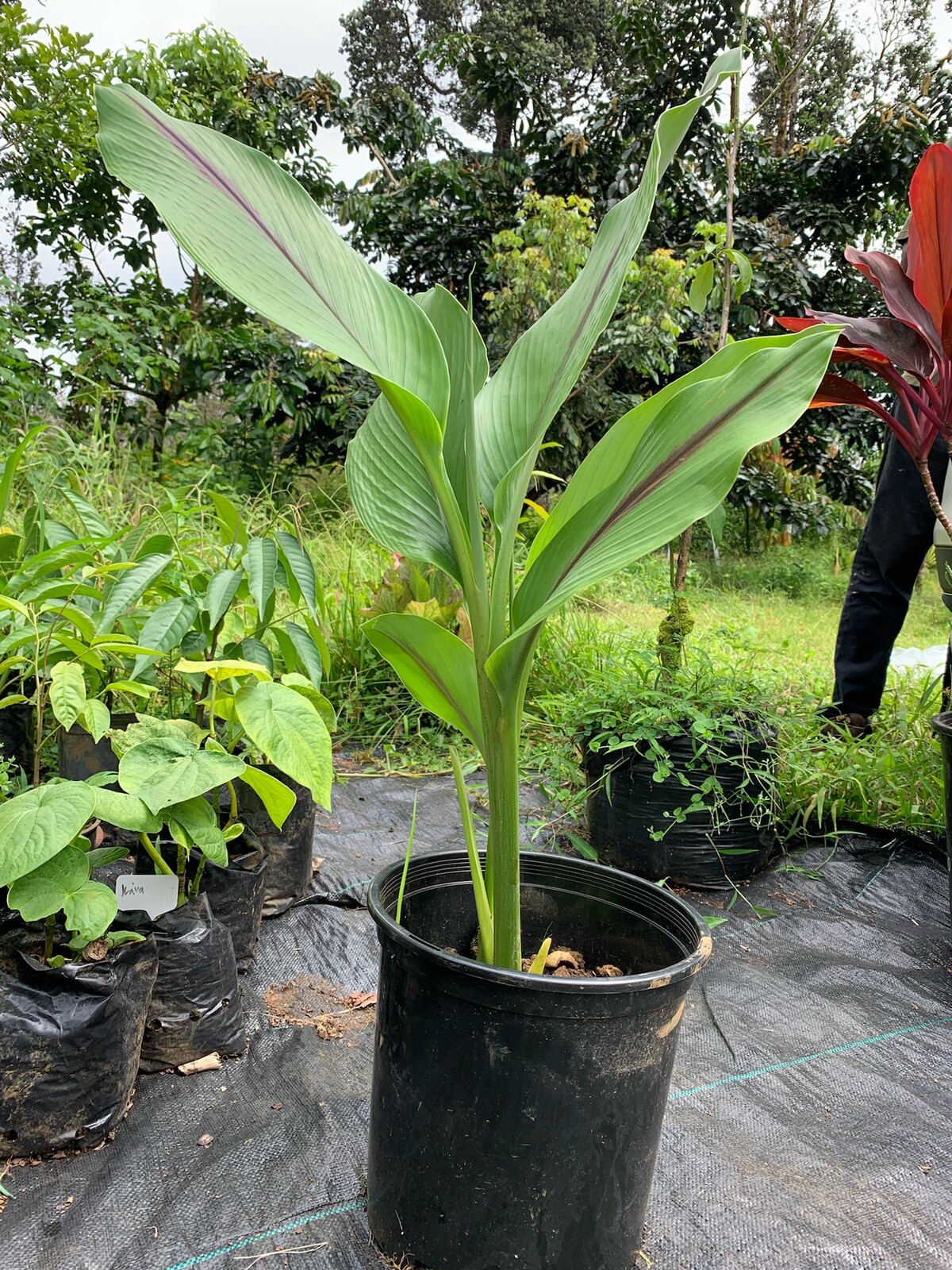 RARE BLACK BLUE TUMERIC LIVE PLANT HAWAIIAN Curcuma Caesia Black ...