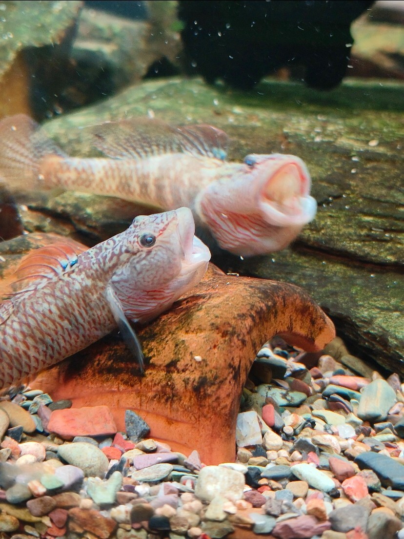 Freshwater Dragon Goby
