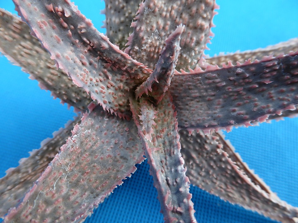 Aloe Hybrid: Raspberry Ruffles Plant 3"-4" Easy to Grow Succulent Great ...