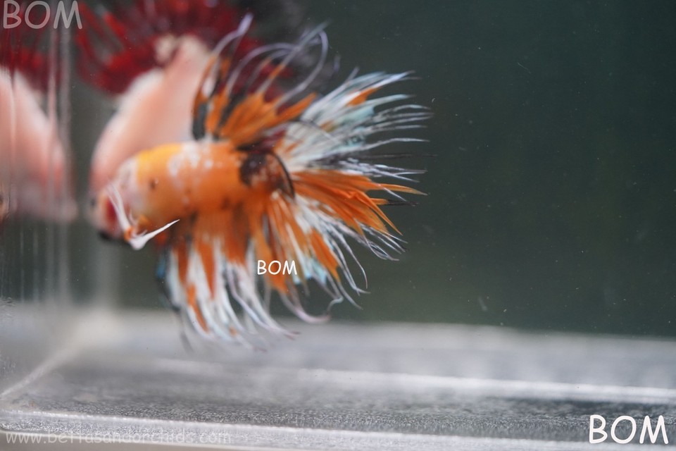 LIVE BETTA MALE CROWN LEOPARDS : Unique Fish | BOM-A296 | eBay