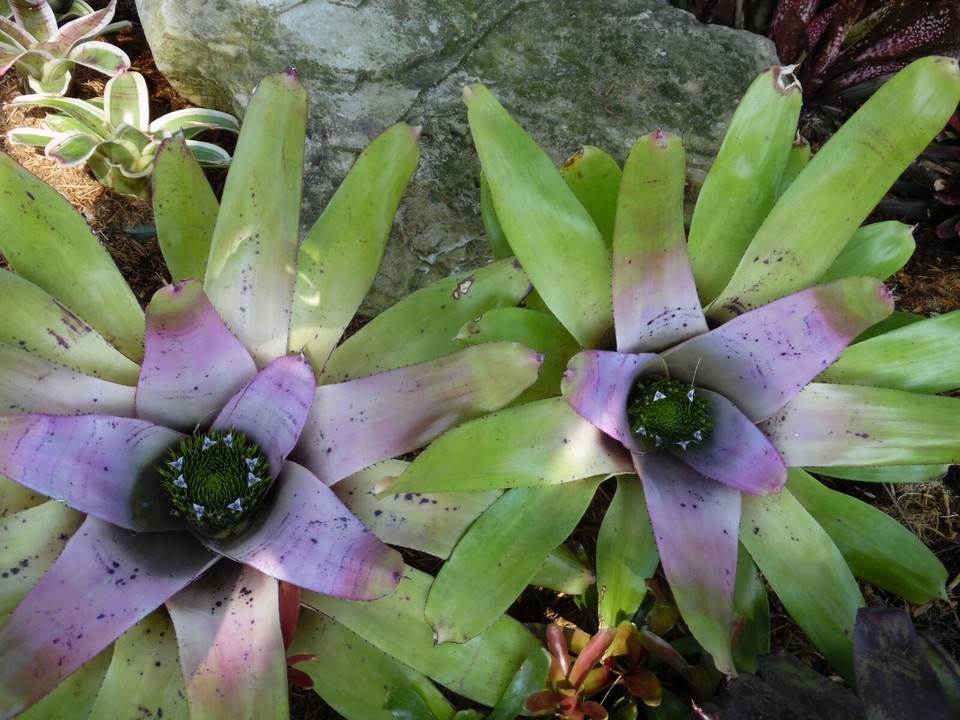 Neoregelia CONCENTRICA Bromeliad one tropical plant *BIG* | eBay