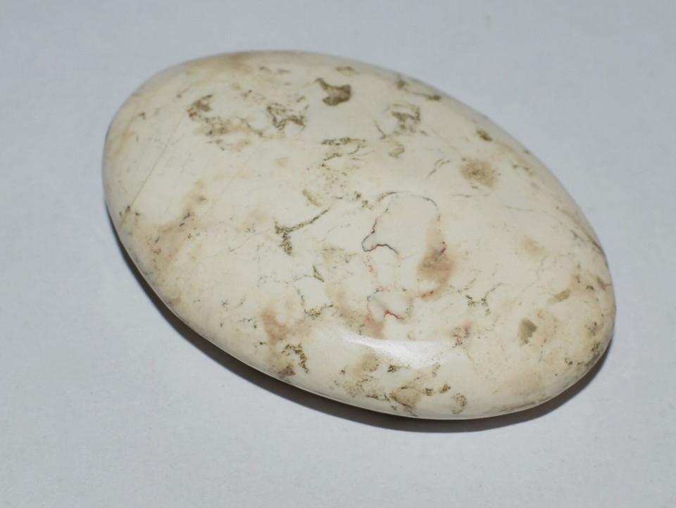 Shellfish Fossil Ancient Seabed Blue Ridge Mountains North Carolina ...