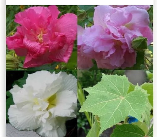 Confederate Rose PLANT Hibiscus mutabilis Dixie Rosemellow Rooted From ...