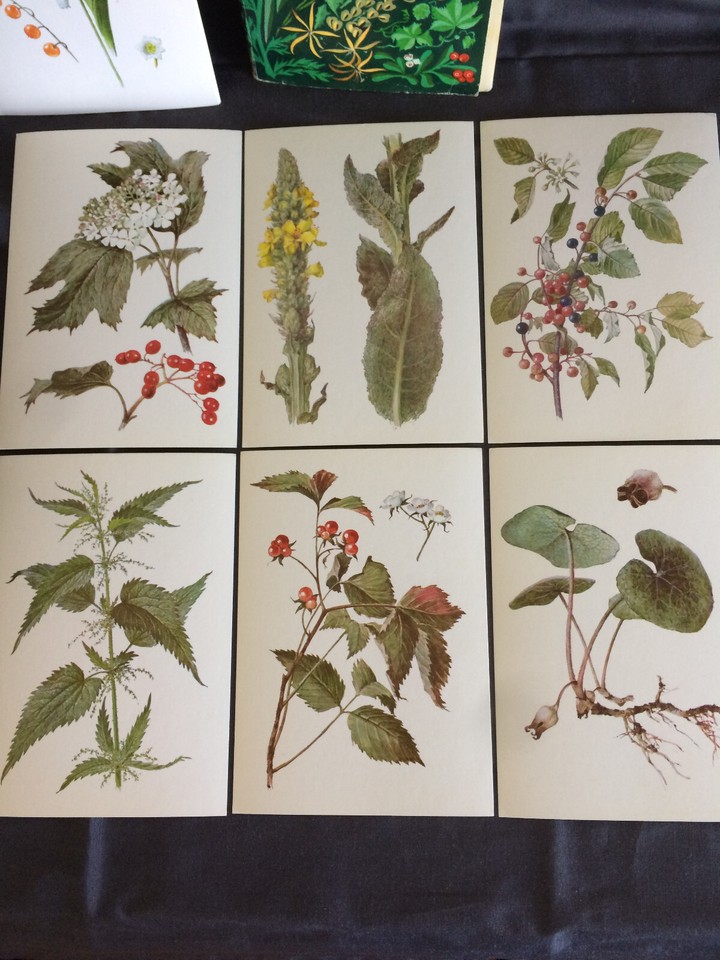 Large Botanical Postcards, Medicinal Plants Ephemera Post Cards Full ...